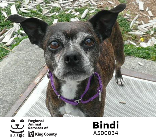 Pet of the Week: Bindi | Employee News