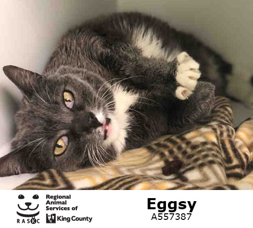 Pet of the Week: Eggsy | Employee News