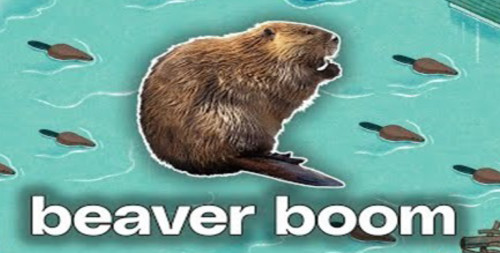 How a beaver boom is reshaping floods and fire | Employee News