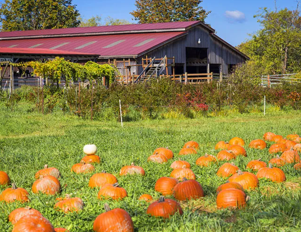 Celebrate the harvest with your local producers: Visit King County ...