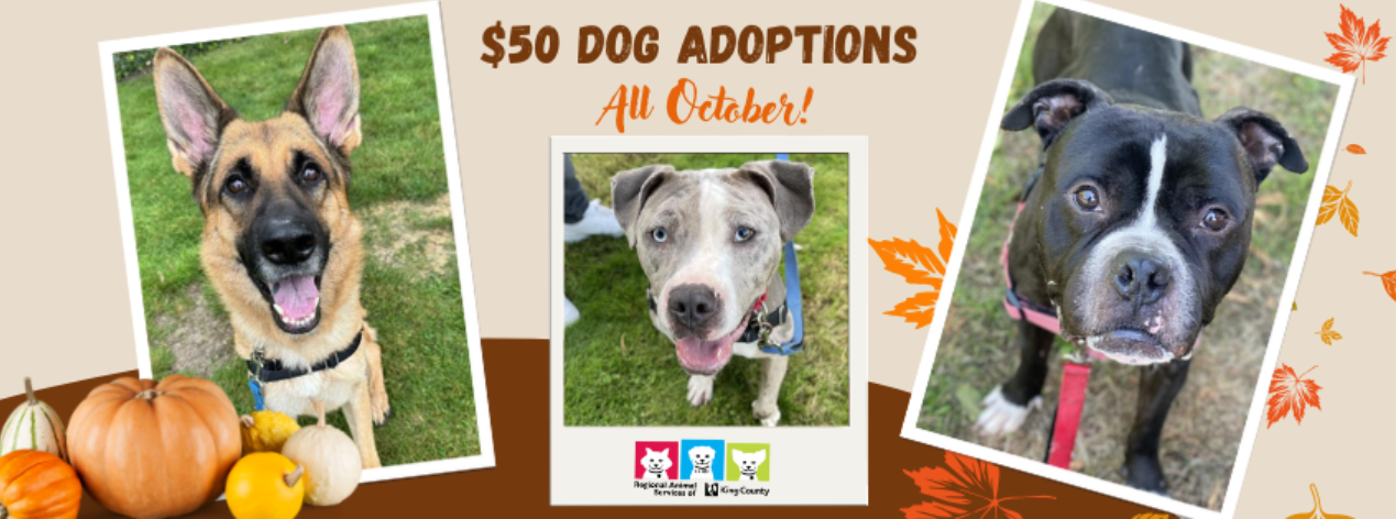 “Fall” in love with $50 dog adoptions in October | Employee News