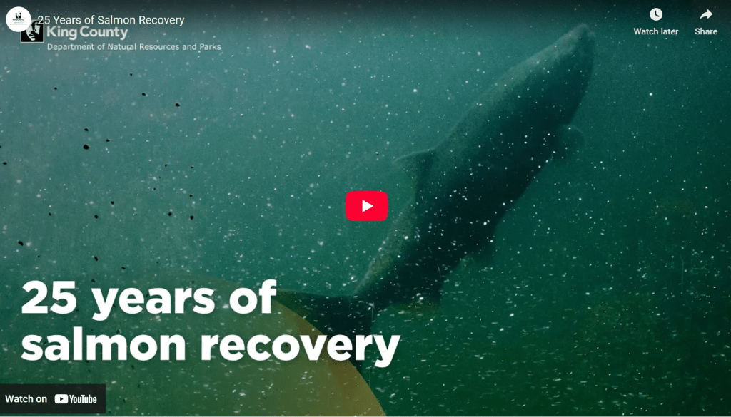 VIDEO: A unique salmon recovery partnership in King County has proven ...